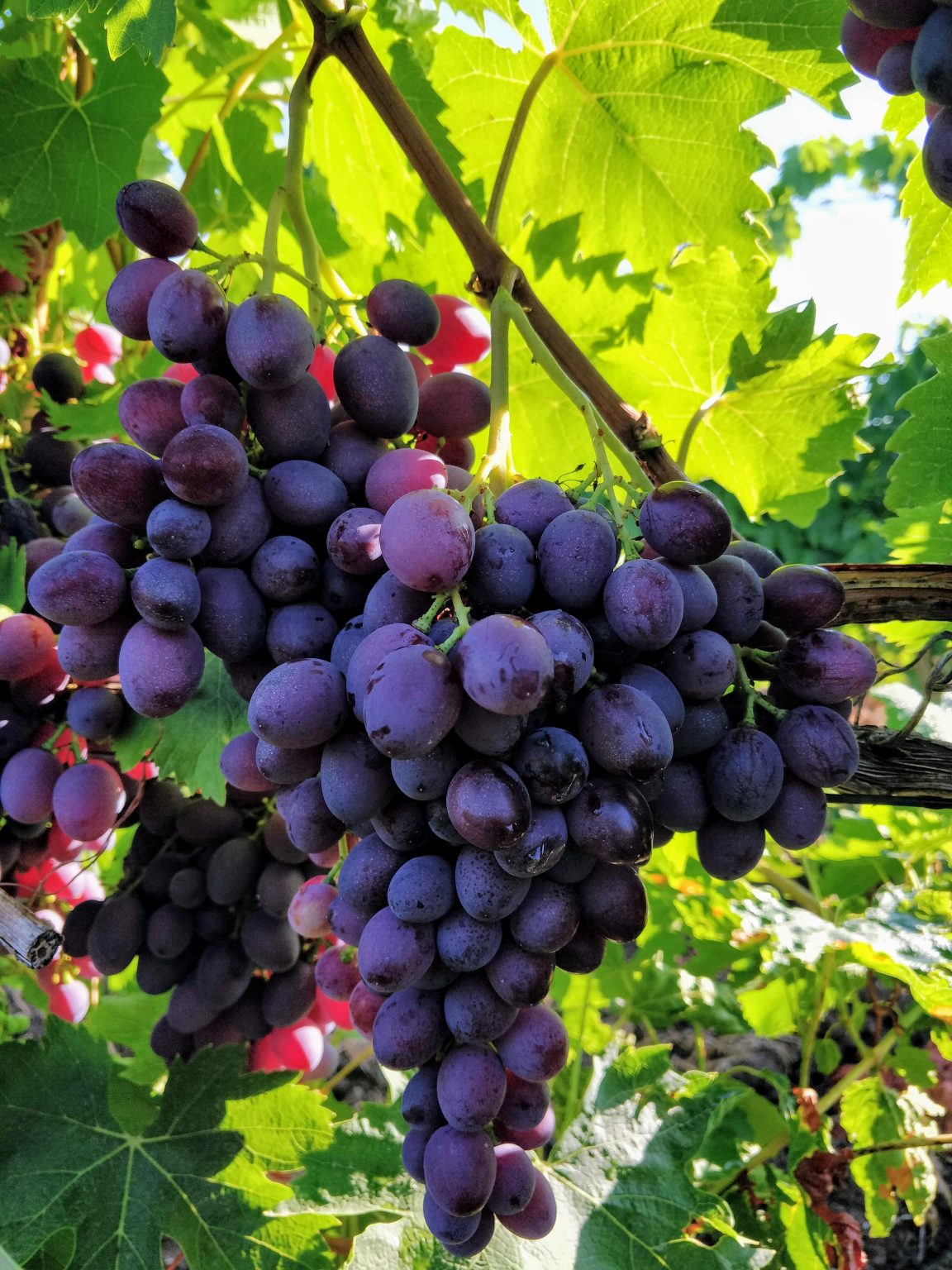 Struguri și must recolta 2020 – STAȚIUNEA DE CERCETARE DEZVOLTARE ...